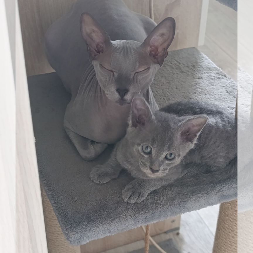 Канадский сфинкс, взрослая кошка