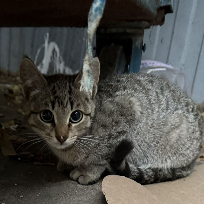 Котенок мальчик 3 месяца