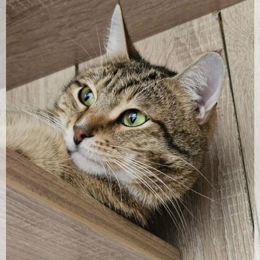 Ласковый котик в добрые руки