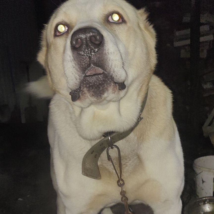 Отдам в хорошие руки высокопородного кобеля сао