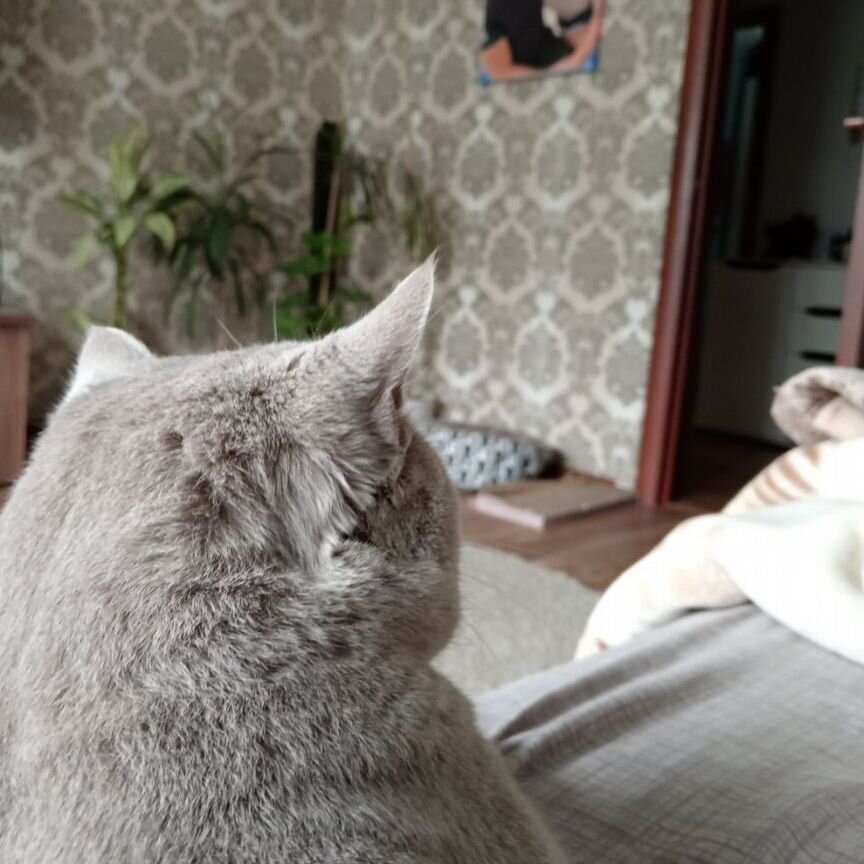 Британец, Вязка бесплатно