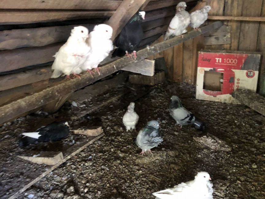 Голуби Китайские и Курские