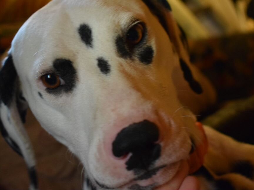 Отдам далматинца