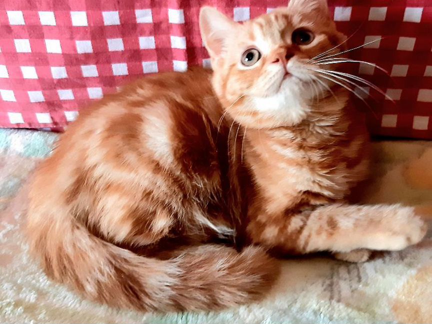 Шотландские котики