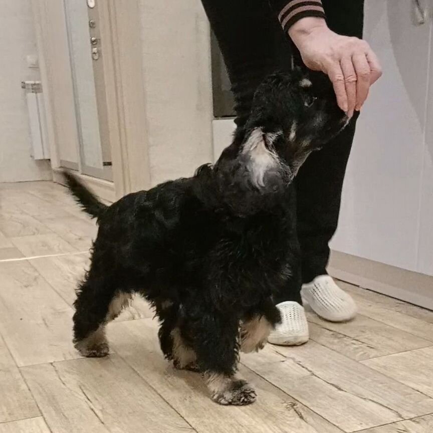 Коккер спаниель