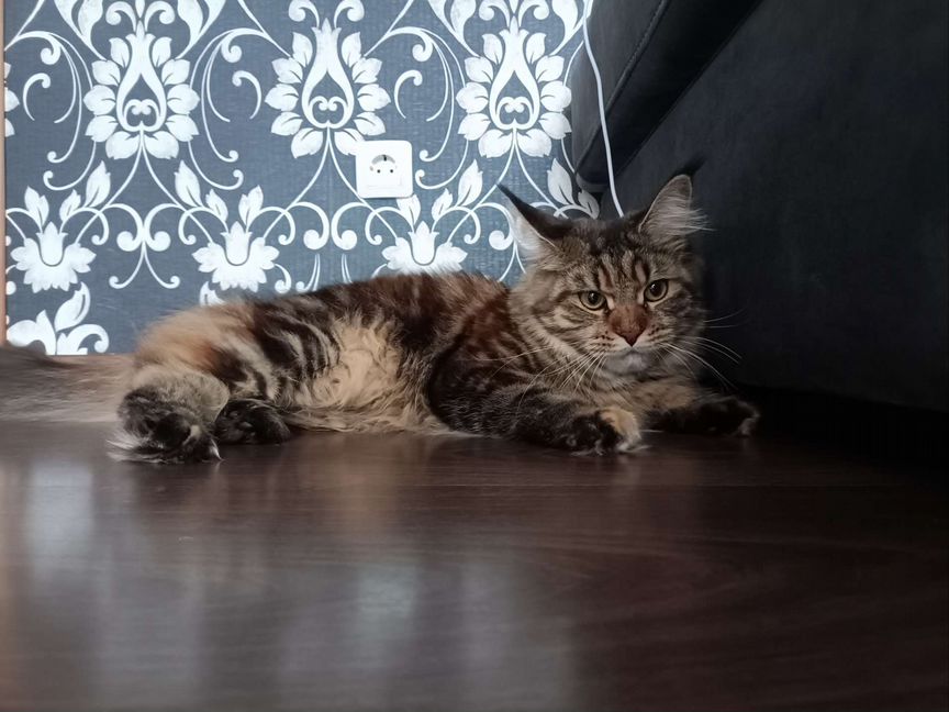 Отдам мейн-кун в добрые руки