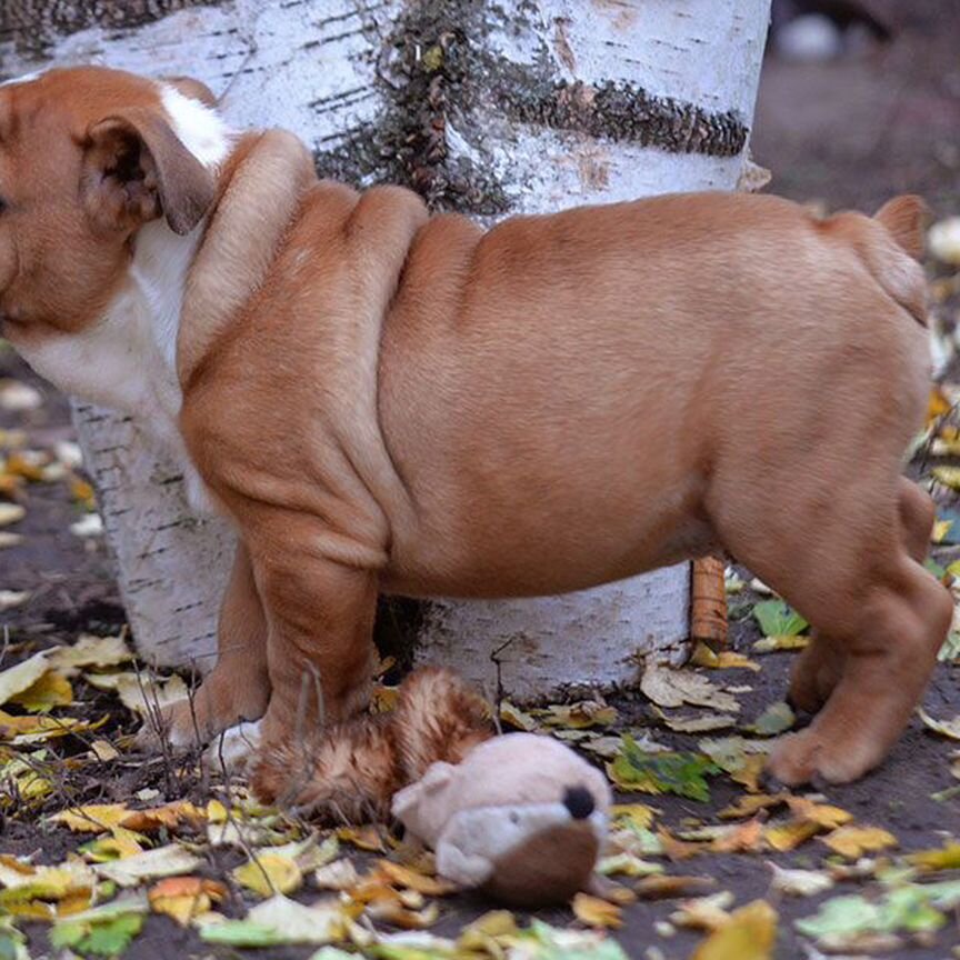 Английский бульдог, щенок