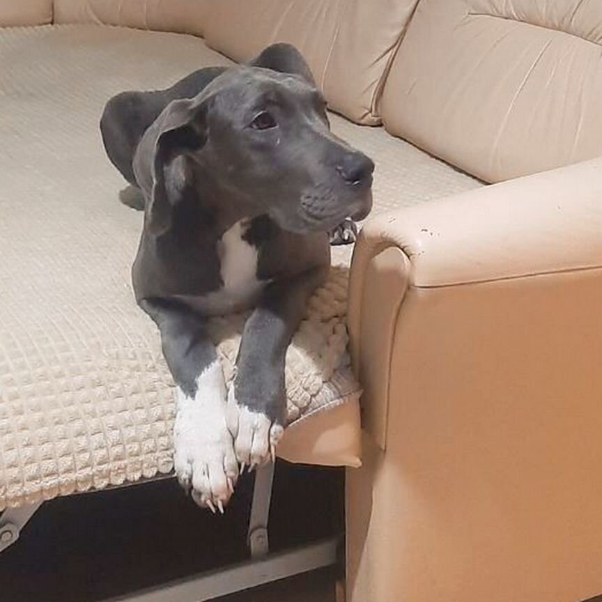 Щенки немецкого дога