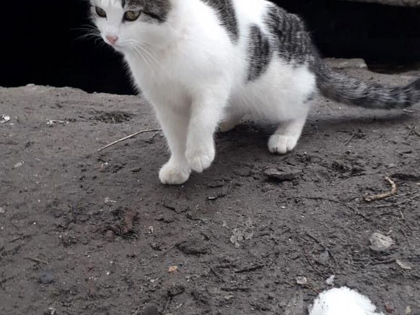 Кошка