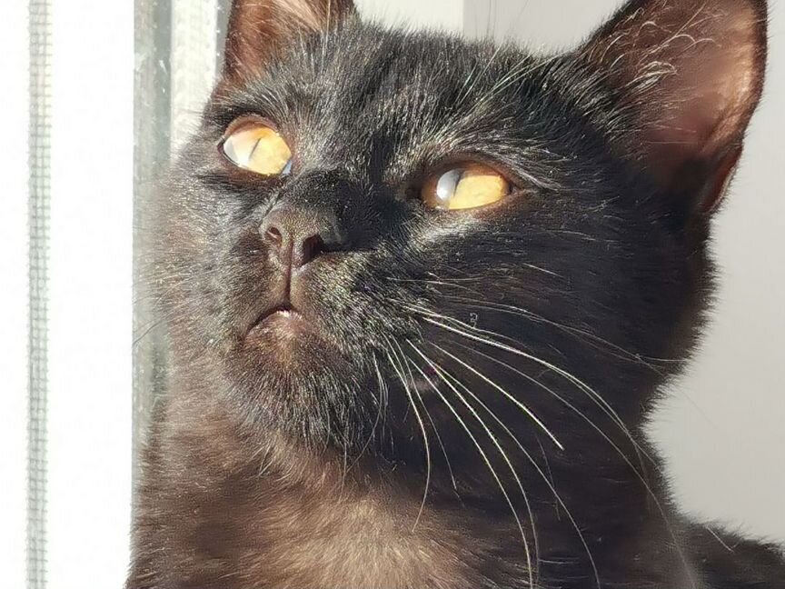 Кошка в дар