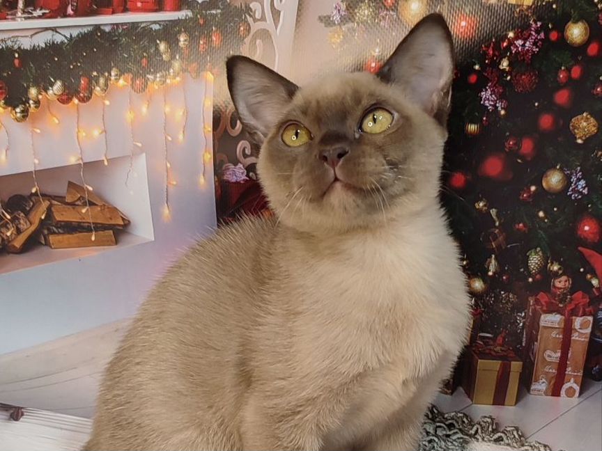 Шоколадный мальчик