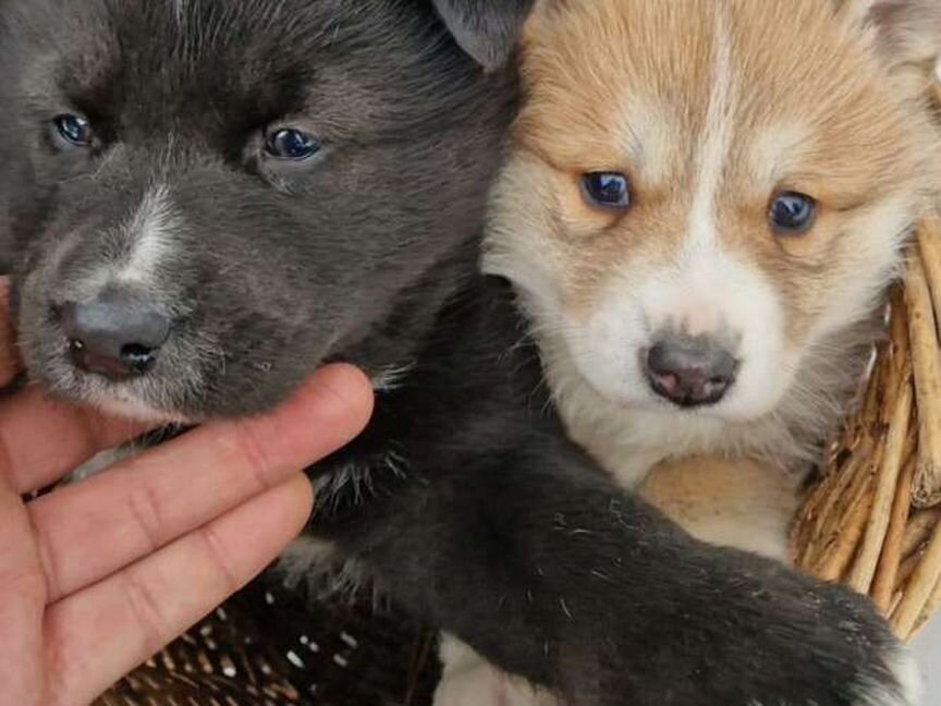 Собака в добрые руки отдам бесплатно щенки