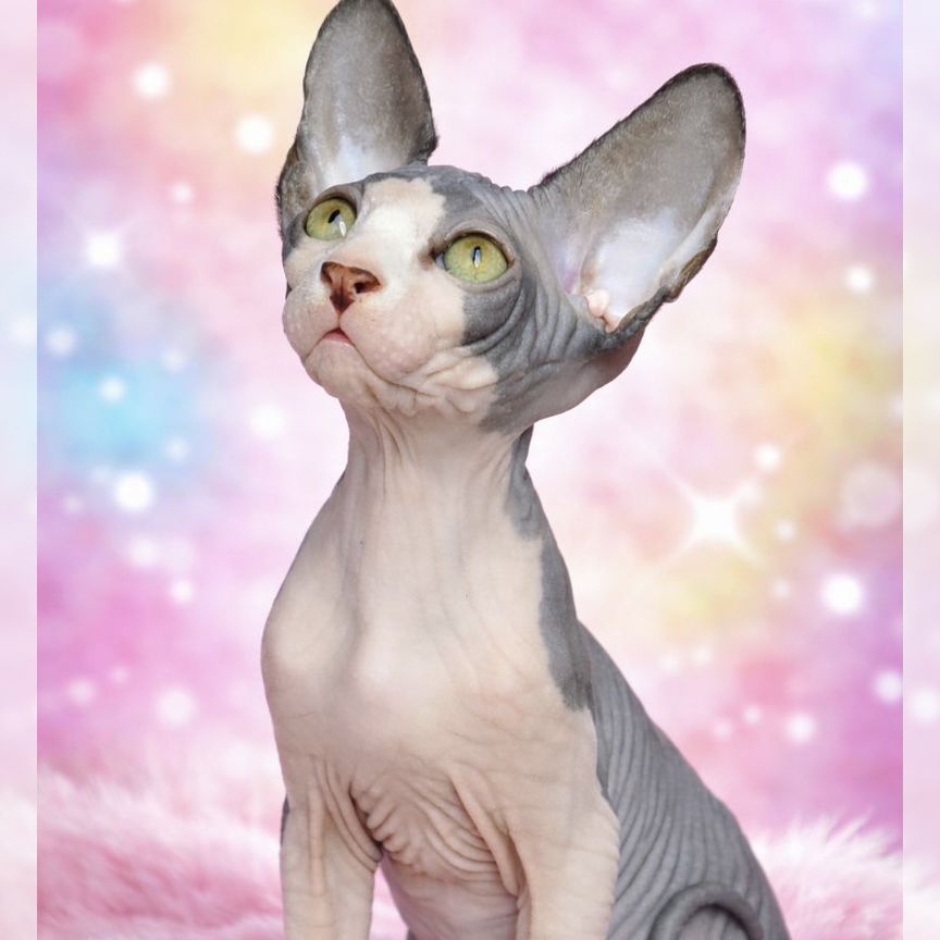 Канадский сфинкс котёнок