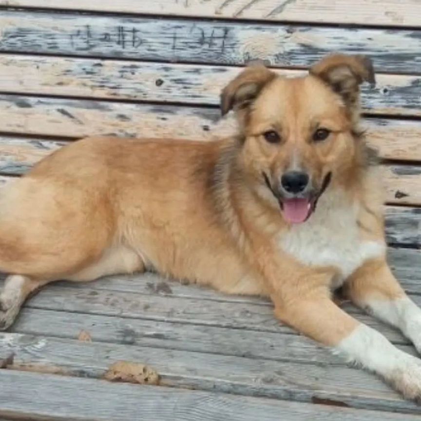 Взрослая собака в добрые руки