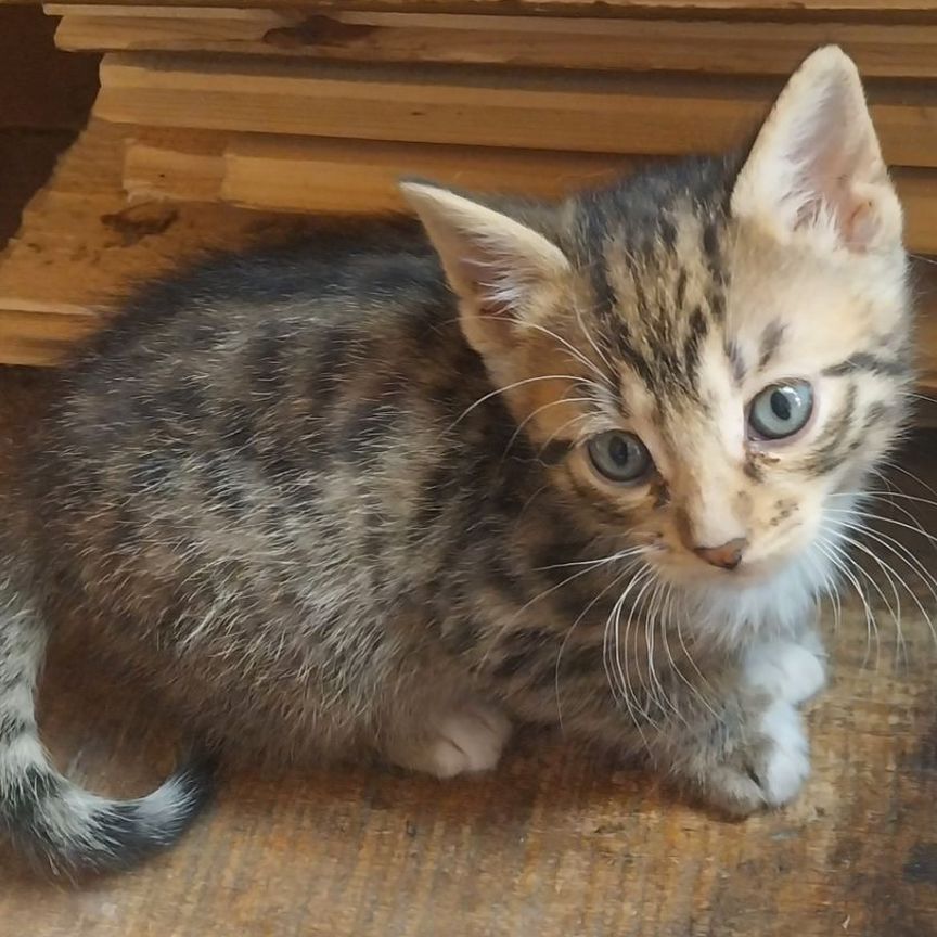 Бенгальские котята