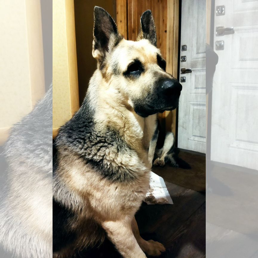 Восточноевропейская овчарка, взрослый пёс