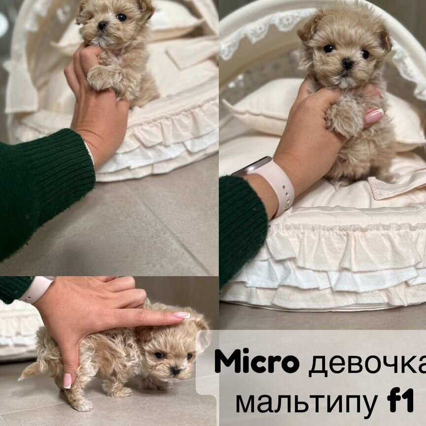 Мальтипу, щенок