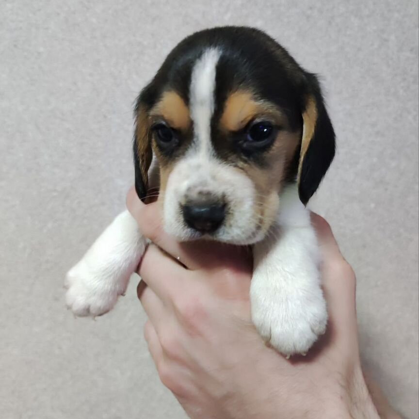 Щенки бигль