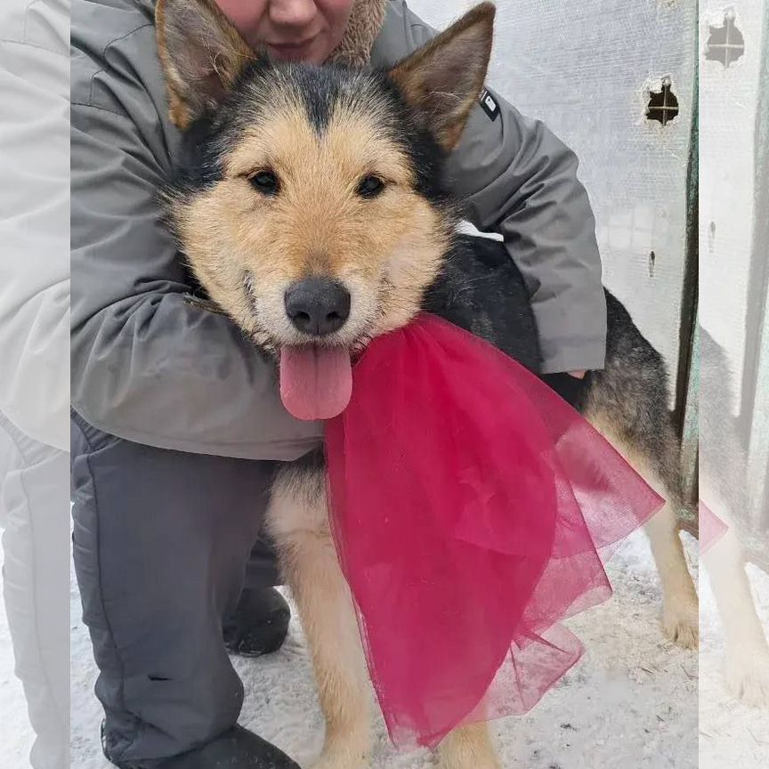 Щенок в добрые руки