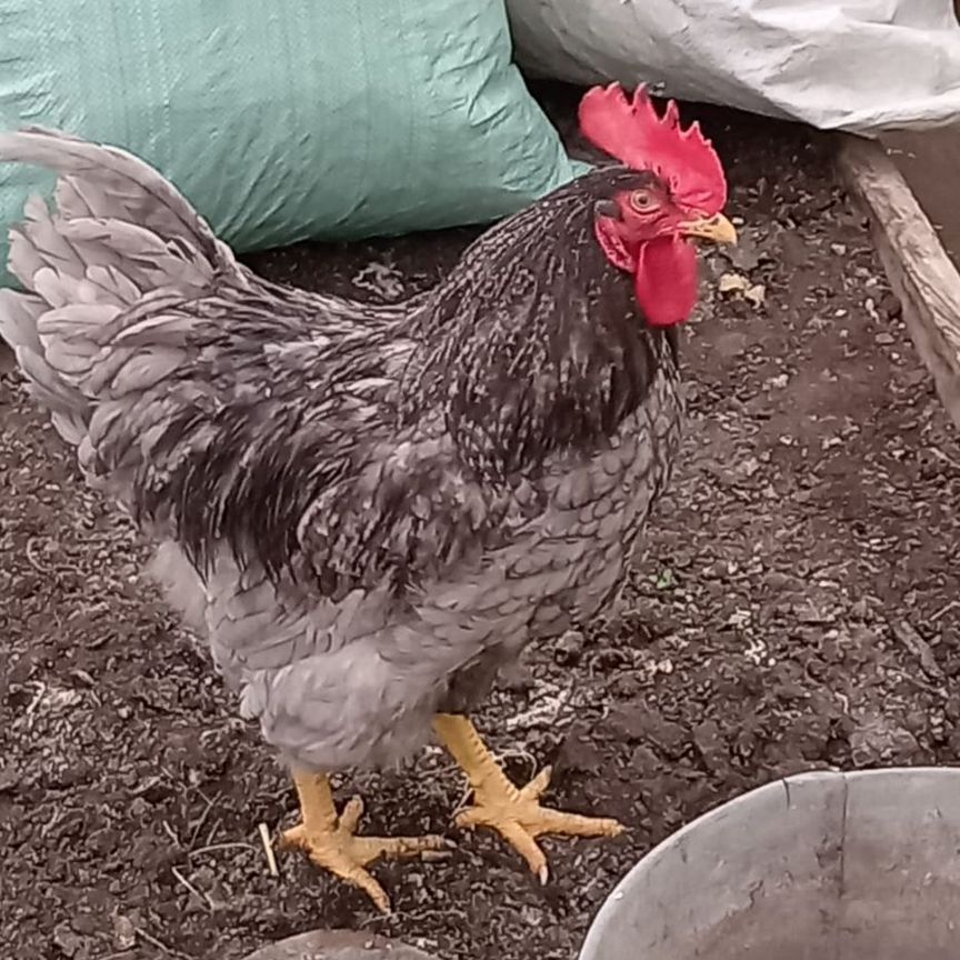 Петух молодой