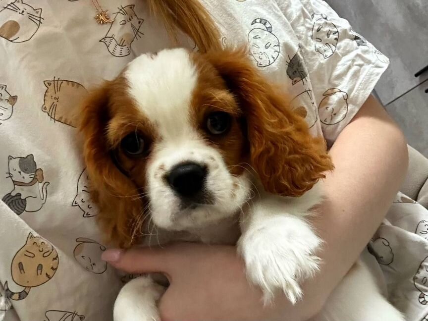 Кинг чарльз спаниель щенки