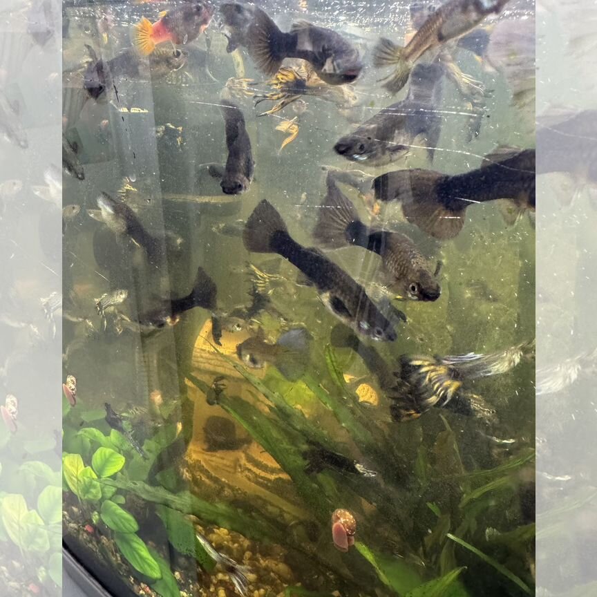 Аквариумные рыбки гуппи