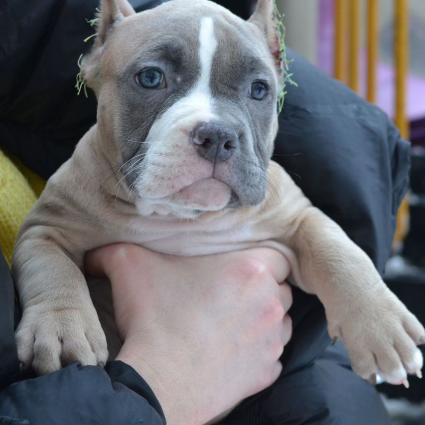 Американский булли, щенок