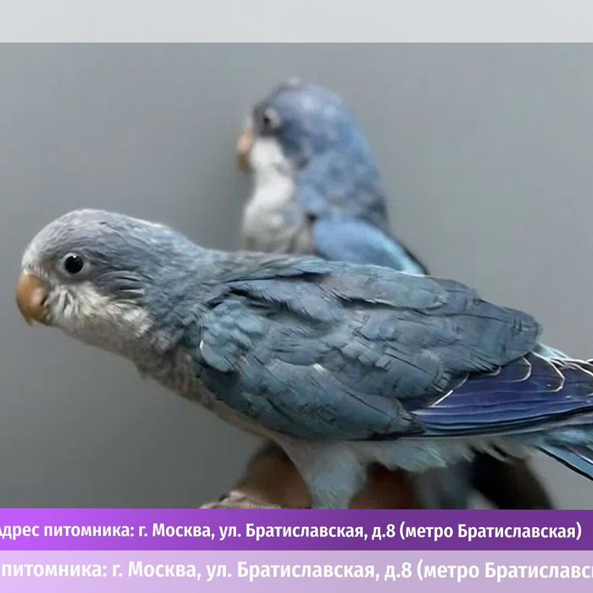 Попугай Монах