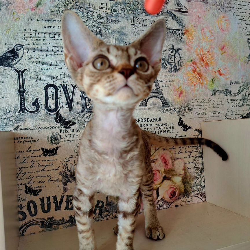 Миранда кошечка
