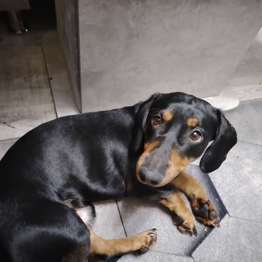 Такса, взрослый пёс