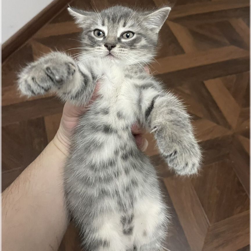 Британский длинношёрстный котёнок