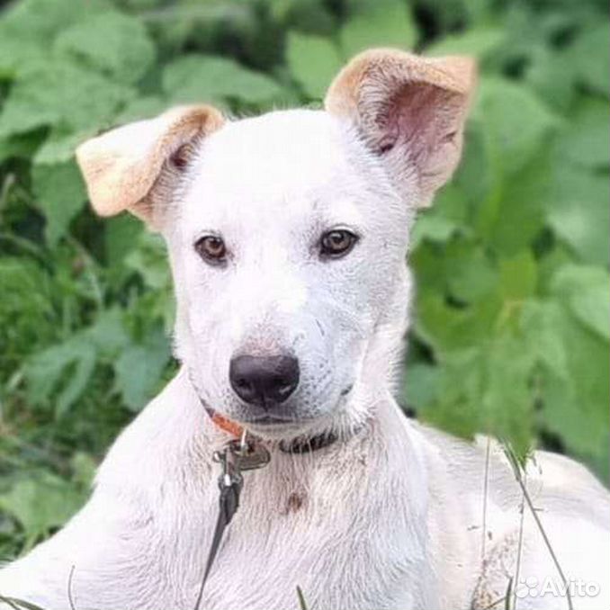 Смешной щенок