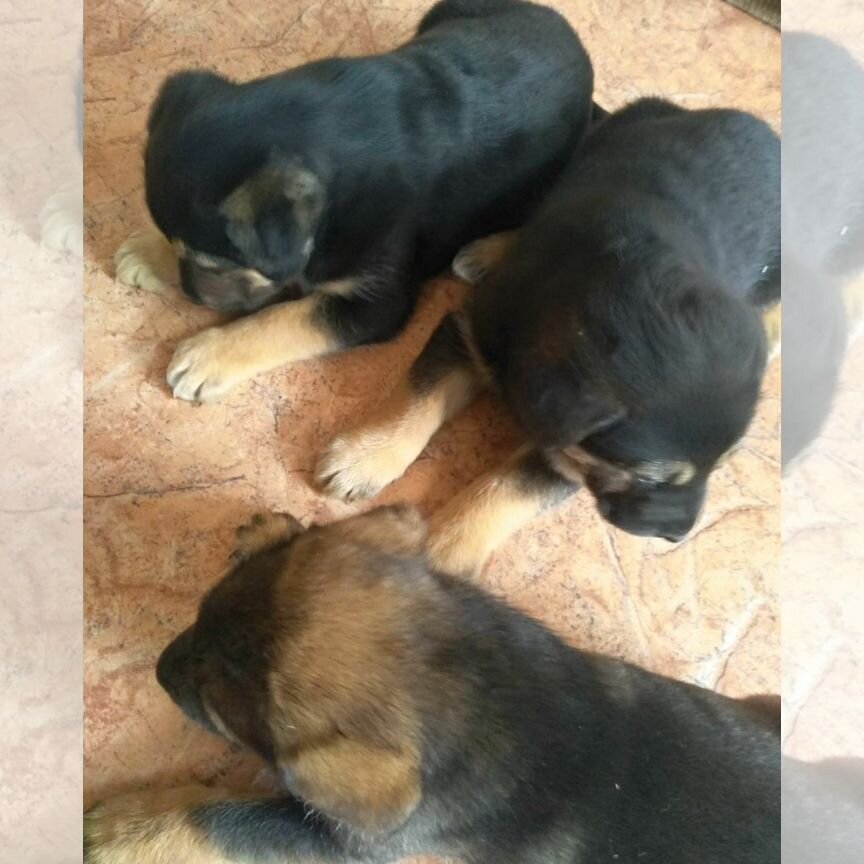 Щенки, 3 парня,метизы