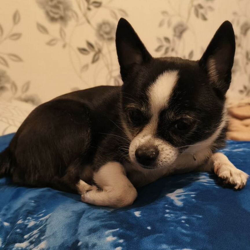 Взрослый чихуахуа