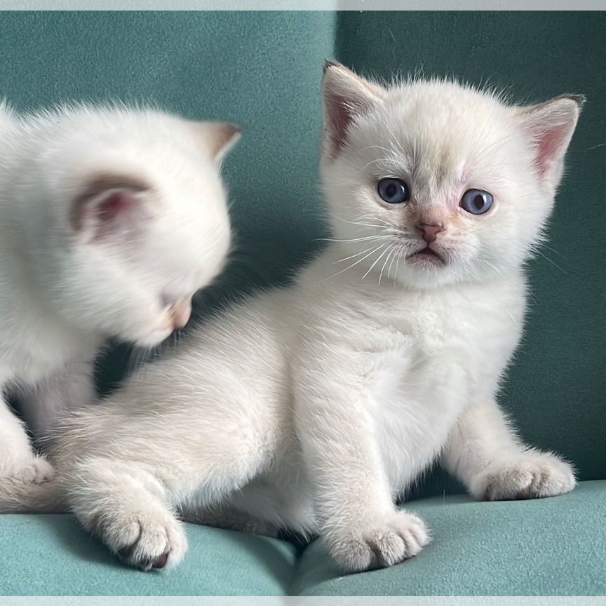 Шотландский прямоухий короткошёрстный котёнок