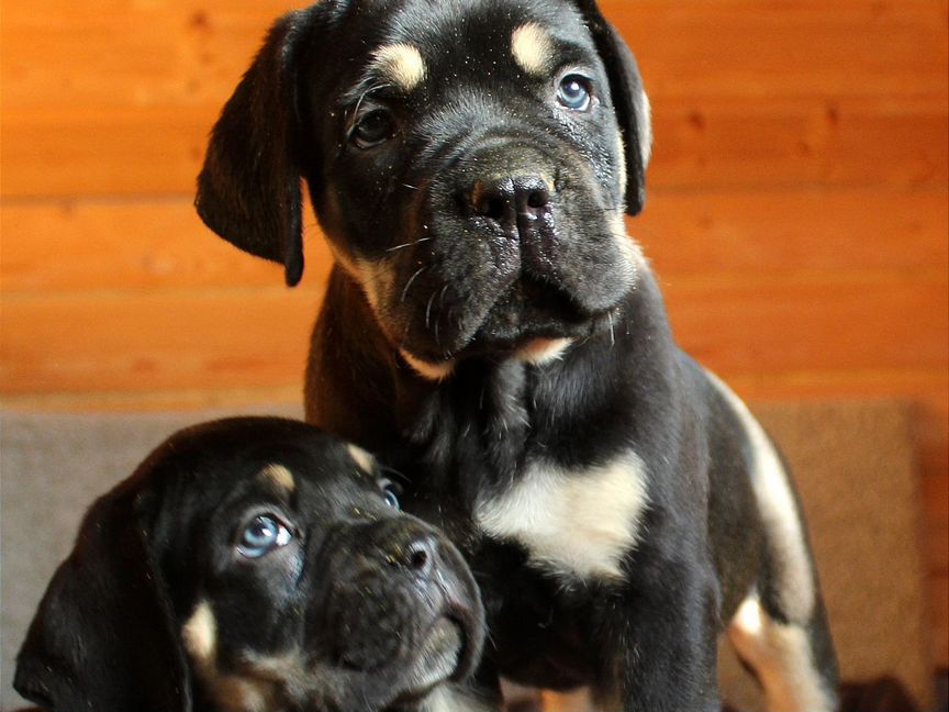 Кане корсо. Интересный окрас