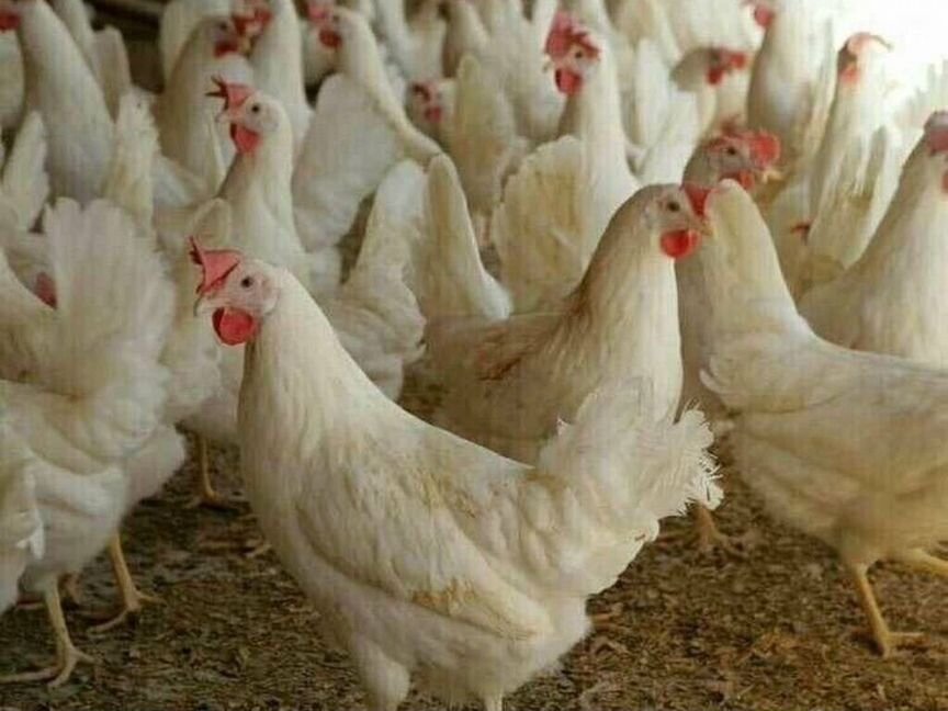 Куры несушки молодые