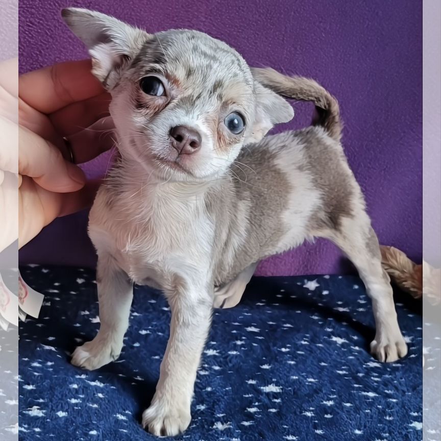 Чихуахуа, щенок