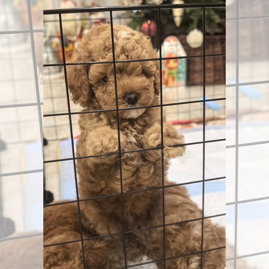 Той-пудель, щенок