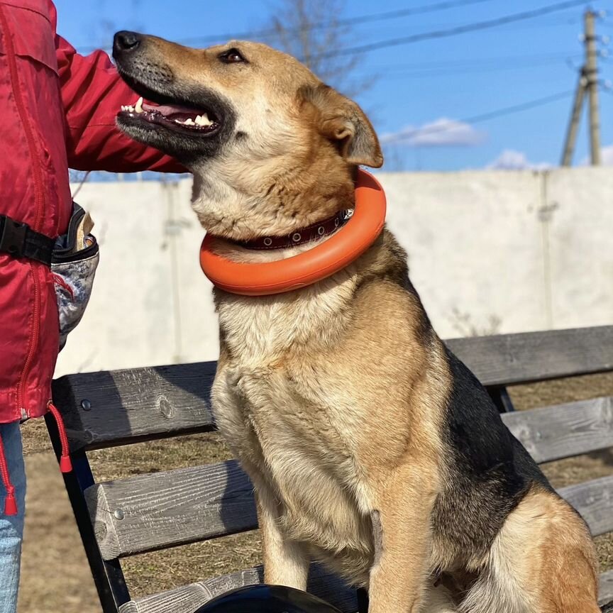 Взрослая собака в добрые руки