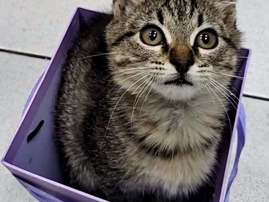 Котята в добрые руки даром