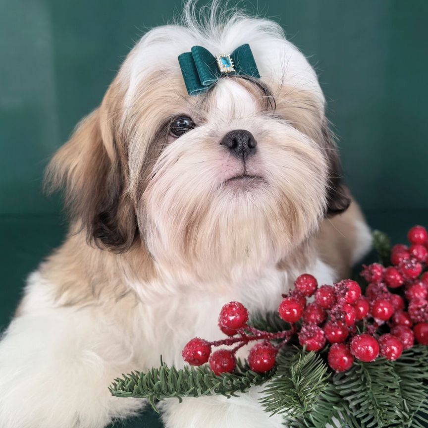 Ши-тцу, щенок