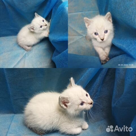 Котенок девочка бесплатно