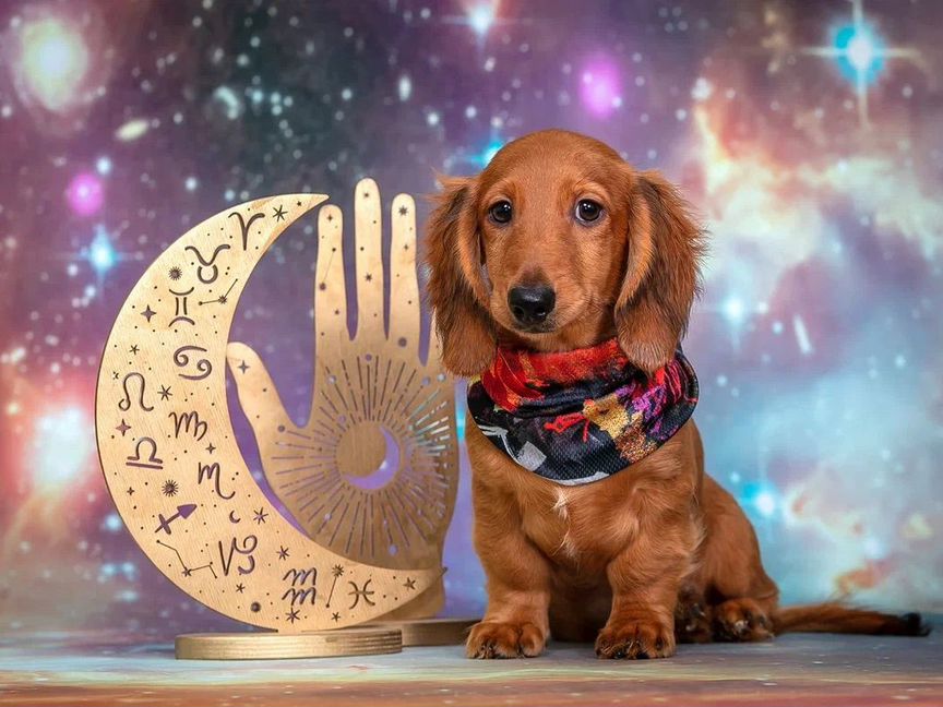 Такса длинношерстная с геном пайболда