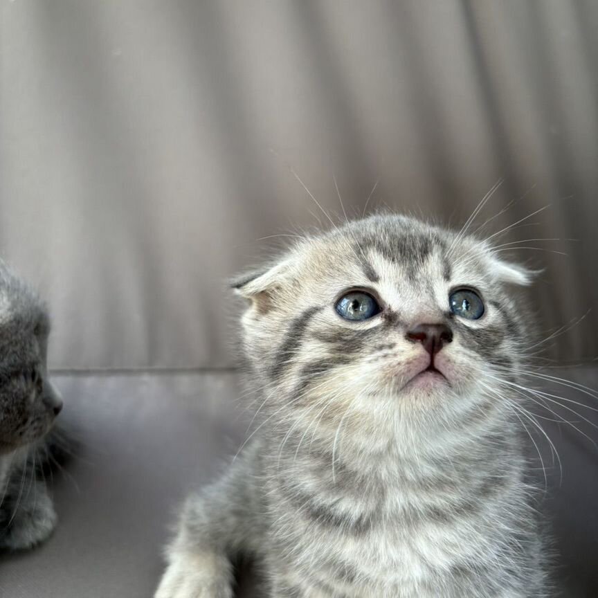 Котята британцы