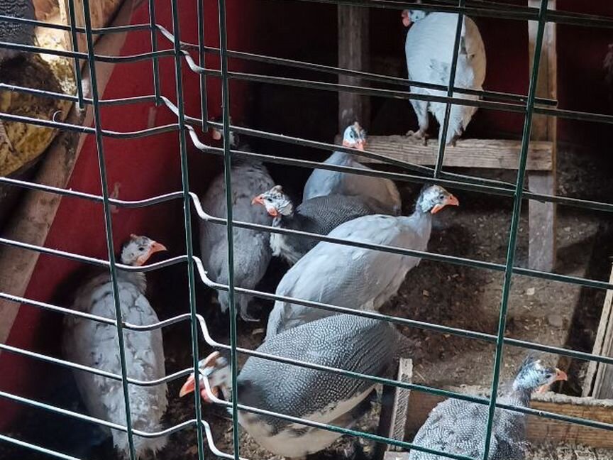 Семья цесарки