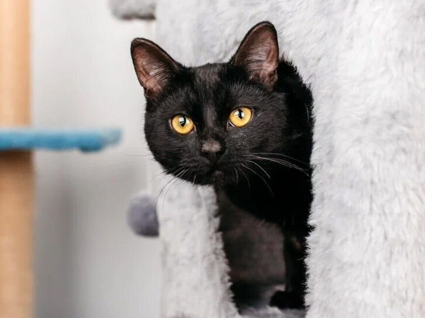 Кошка, котик из приюта любой окрас