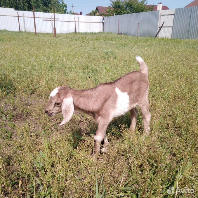 Продам козлят