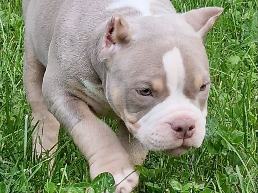 Американский Булли покет щенки