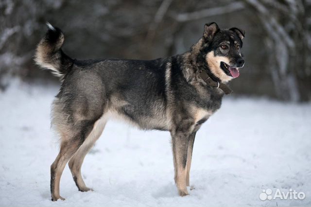 Смешная собака Кукуся ищет дом